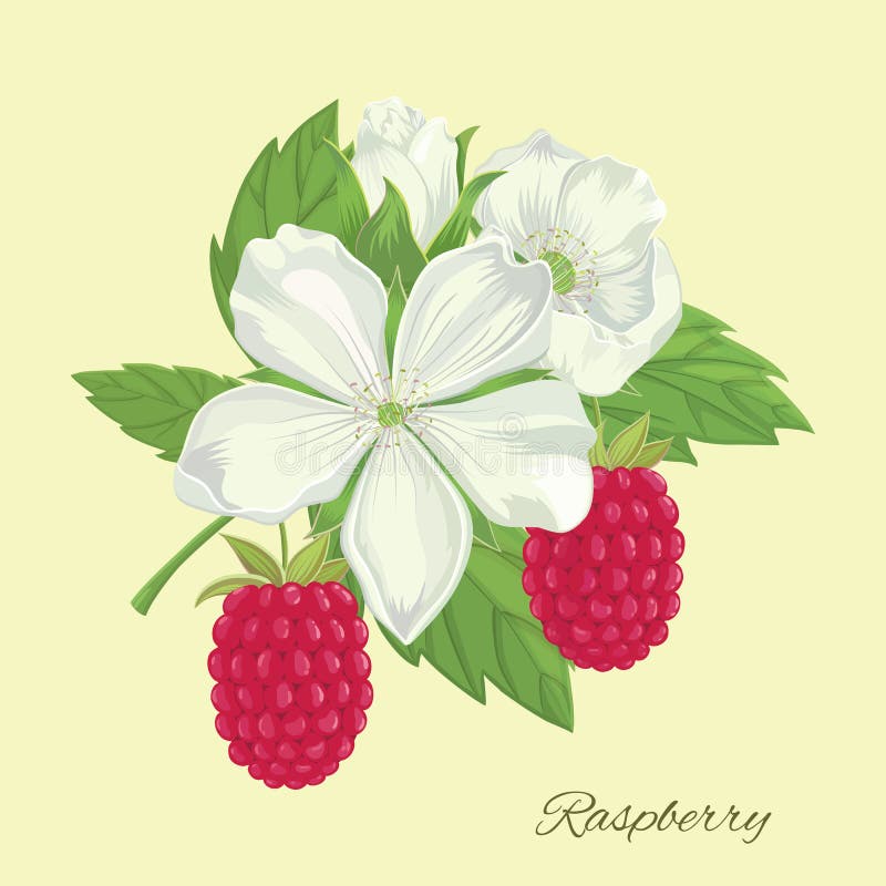 Raspberry Blossom Isolated Stock Illustrations – 454 Raspberry Blossom ...