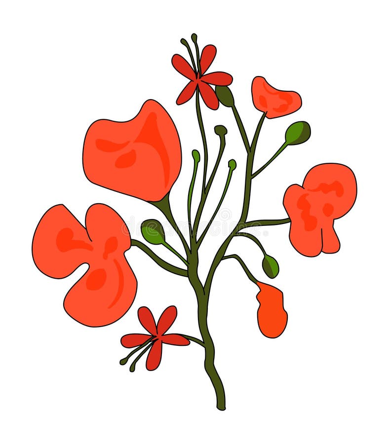 Vector Real Del Ejemplo De Poinciana Vector De La Flor De Poinciana ...