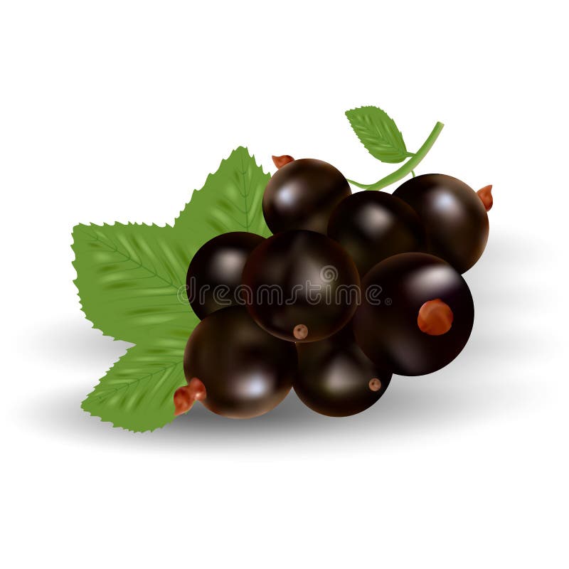 Vector Realistic Black Currant with Leaves Isolated on a White ...