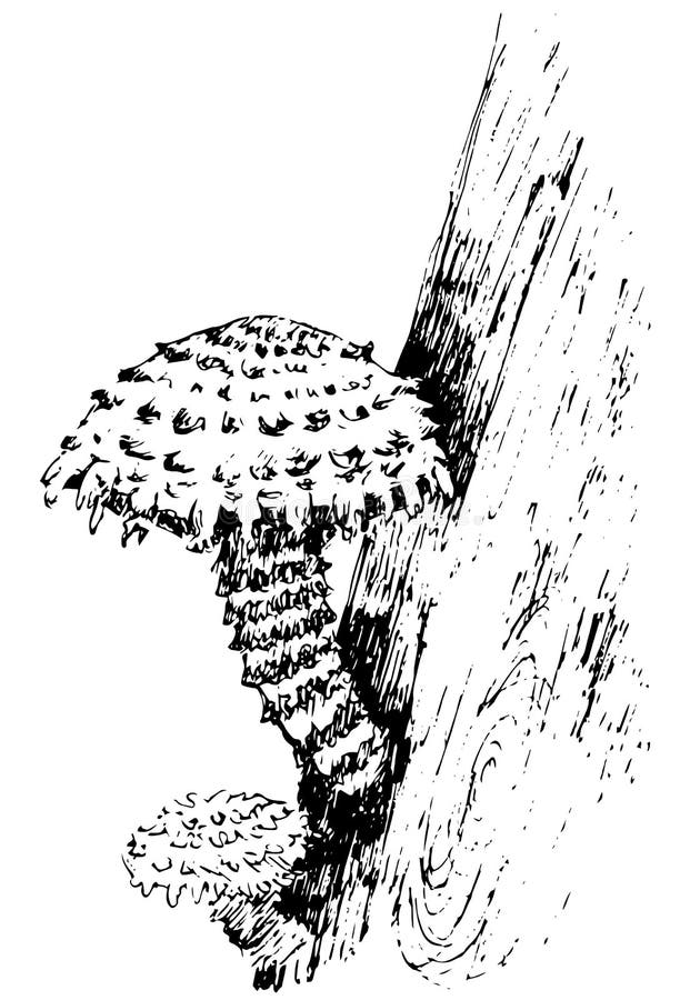 Vector Realistic Black Graphid Art of Mushroom Stock Vector ...