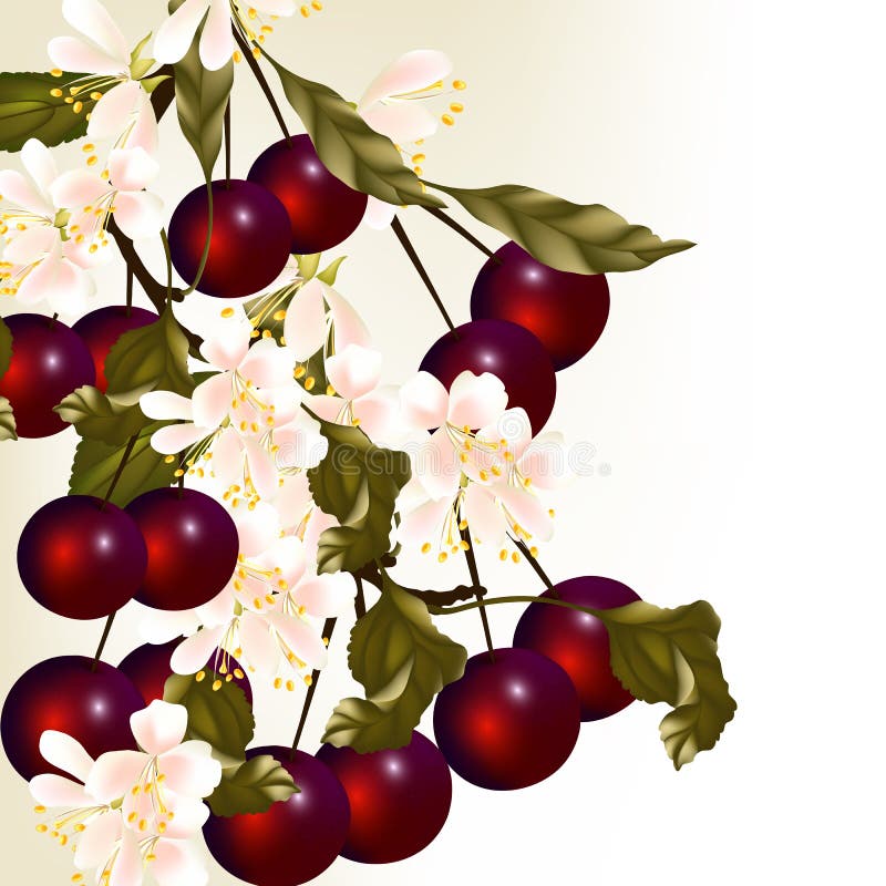 Beautiful Vector Background with Realistic Sherry Branch and Flo Stock ...