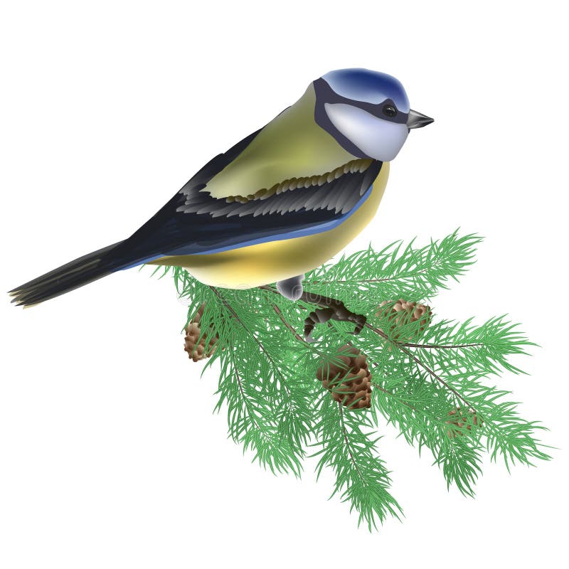 Vector Realistic Composition with Tomtit Bird on Conifer Branches ...