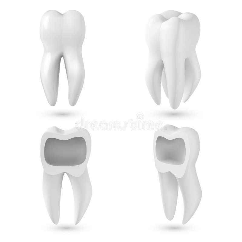 Vector Realistic 3D Tooth Set. Healthy Teeth Set Care Vector Product ...