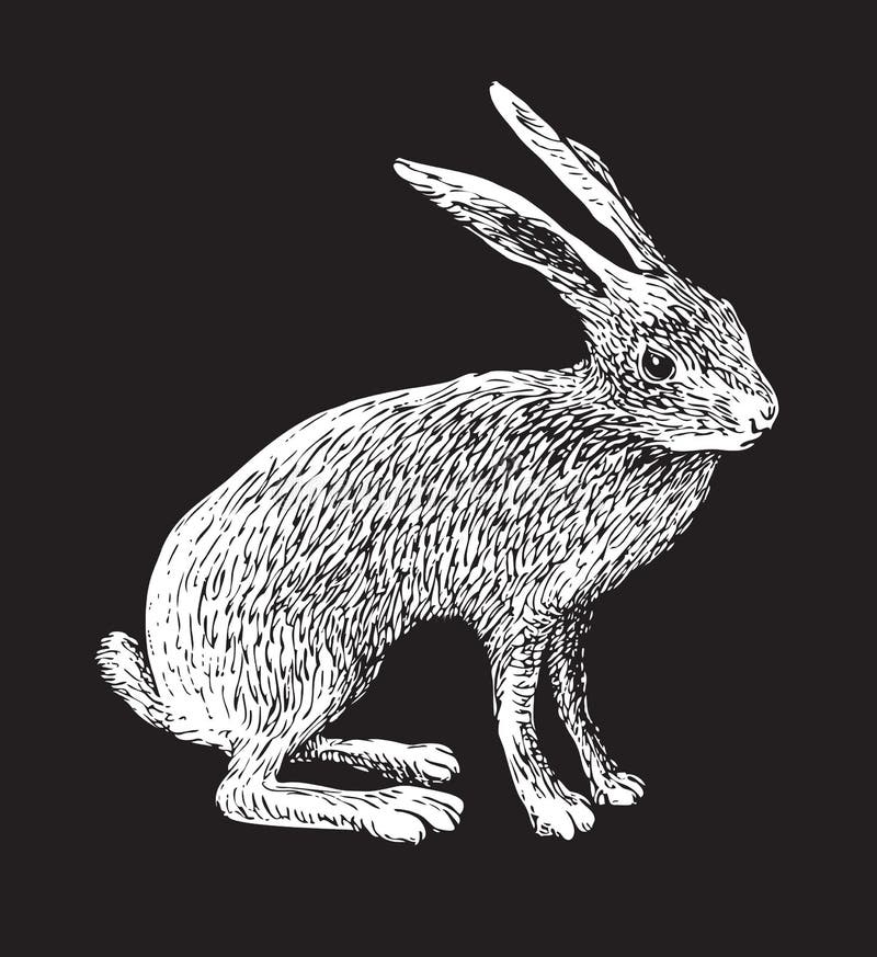 Vector Realistic Drawing Sketch Wild Hare Tolai Stock Vector ...
