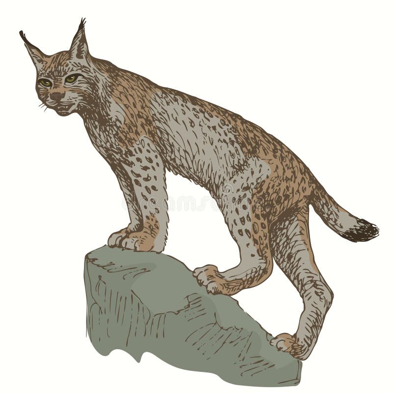 Hand Drawn Sketch Drawing of Predator Lynx Stock Vector - Illustration ...