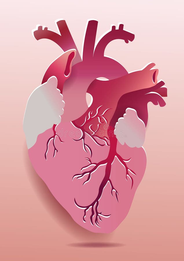 Vector Realistic Heart Illustration. Eps 10 Stock Illustration ...