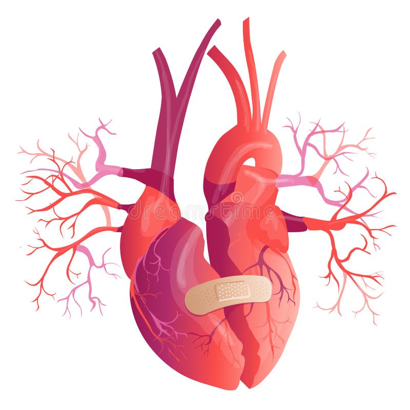 Vector Realistic Human Heart Stock Vector Illustration Of Myocardium