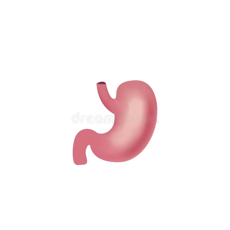 Vector Realistic Human Stomach Icon Isolated on White Background Stock ...