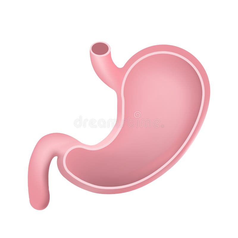 Vector Realistic Human Stomach Inside. Stock Vector - Illustration of ...