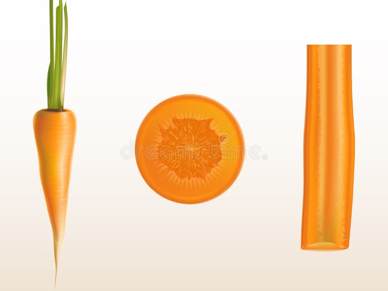 Vector Realistic Illustration Of Orange Carrot Stock Vector
