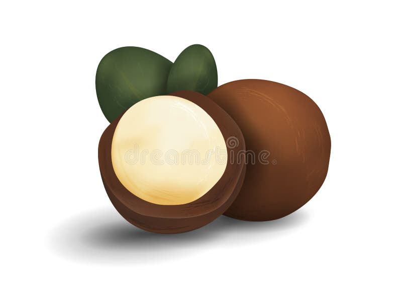 Macadamia Nuts in Shell and Peeled with Green Leaves Stock Vector ...