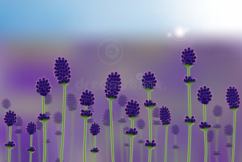 Lavender Field Realistic Stock Illustrations – 237 Lavender Field ...