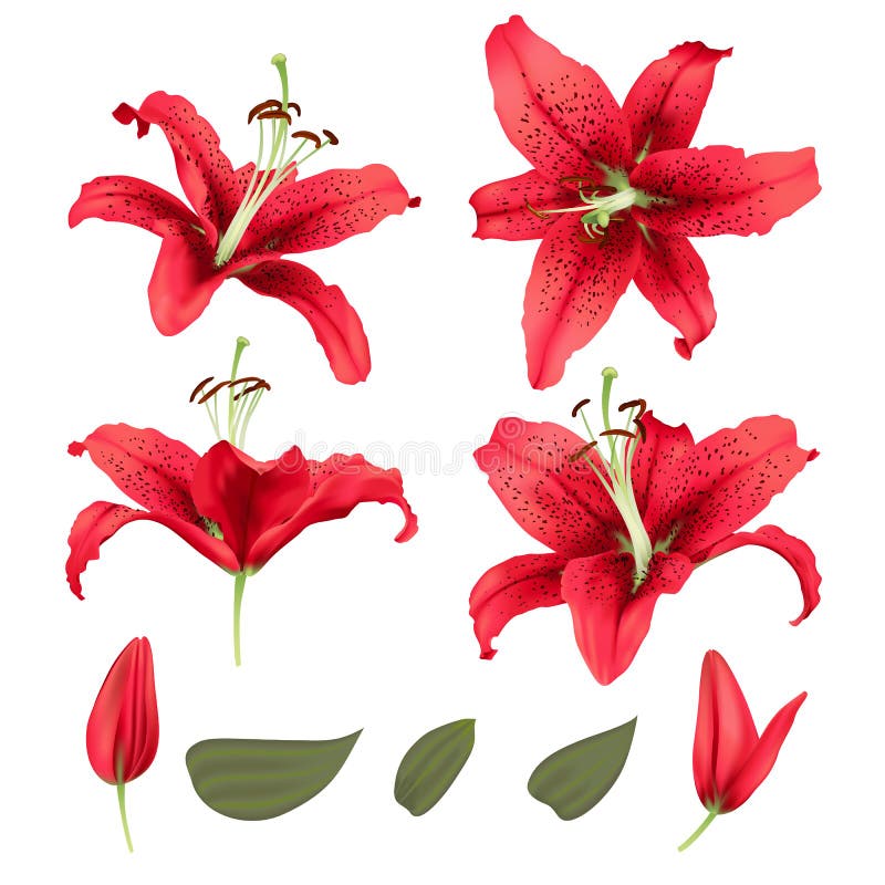 Vector Realistic Lily Flower Blossom Set Stock Vector - Illustration of ...