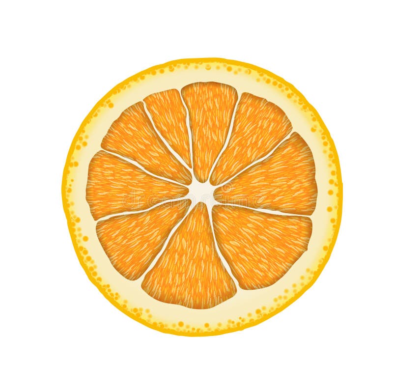 Vector Realistic Orange Slice. Illustration of Citrus Stock Vector ...