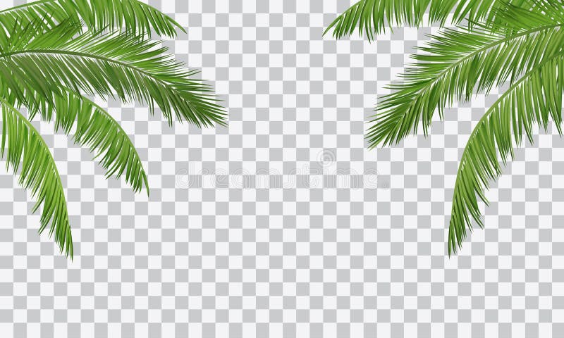 Vector Realistic Palm Leaves Border Isolated on Transparent Background ...
