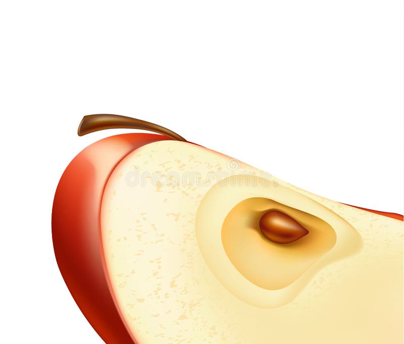 Vector Realistic Red Apple Fruit Slice 3d Closeup Stock Vector ... Vector Realistic Red Apple Fruit Slice 3d Closeup Stock Vector ...