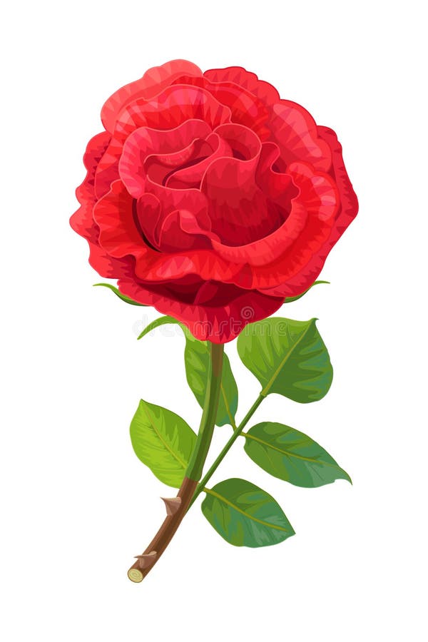 Vector Realistic Rose Flower Art Stock Vector - Illustration of bouquet ...