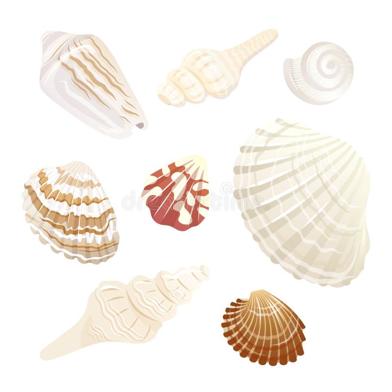Realistic Sea Shells Stock Illustrations – 829 Realistic Sea Shells ...