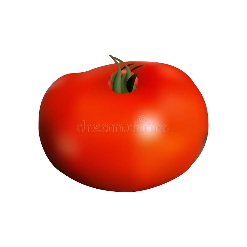 Vector Realistic Tomato. Eps Vector Stock Vector - Illustration of food ...
