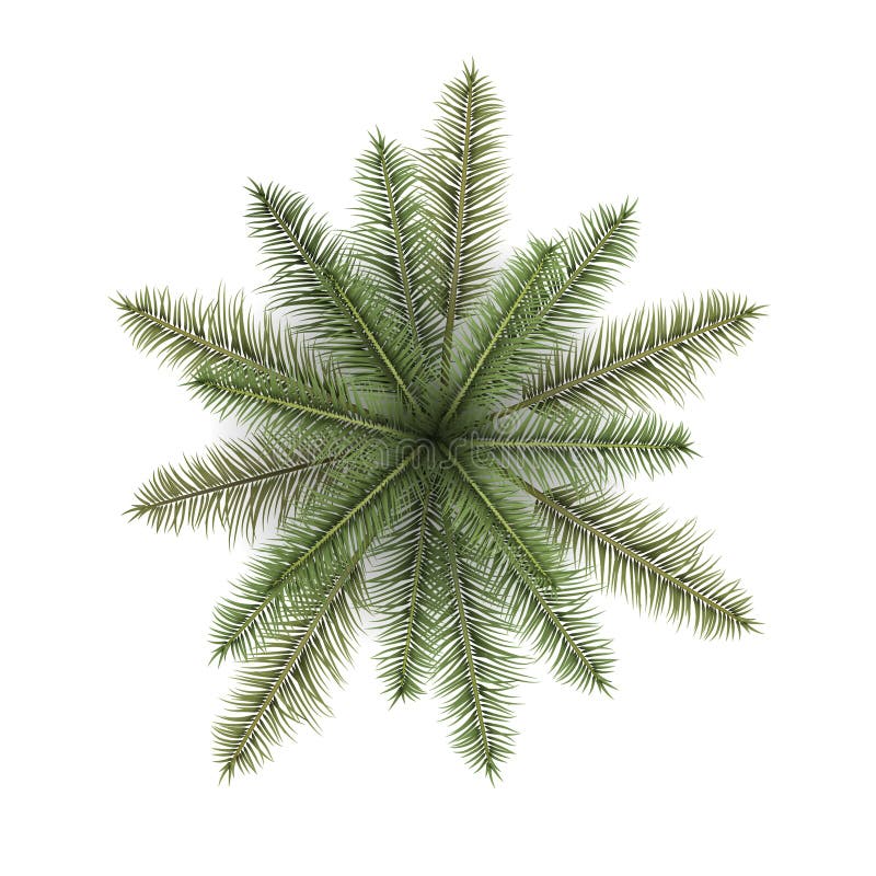 Vector Realistic Top View Illustration of Palm Tree Isolated on White ...