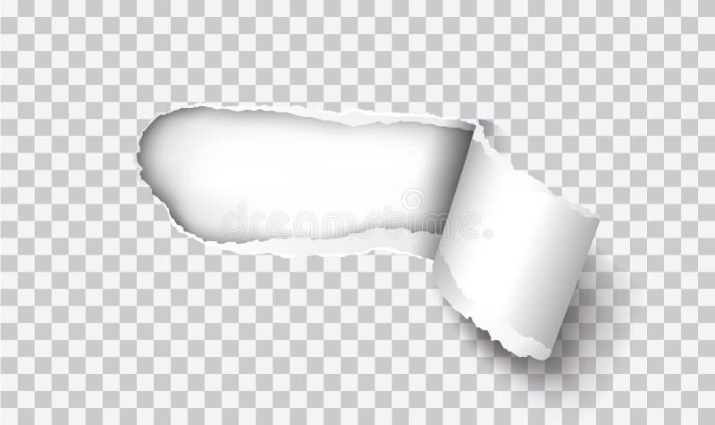 Vector Realistic Torn Paper with Rolled Edge on Transparent Background ...