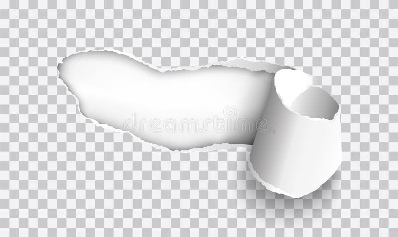 Vector Realistic Torn Paper with Rolled Edge on Transparent Background ...