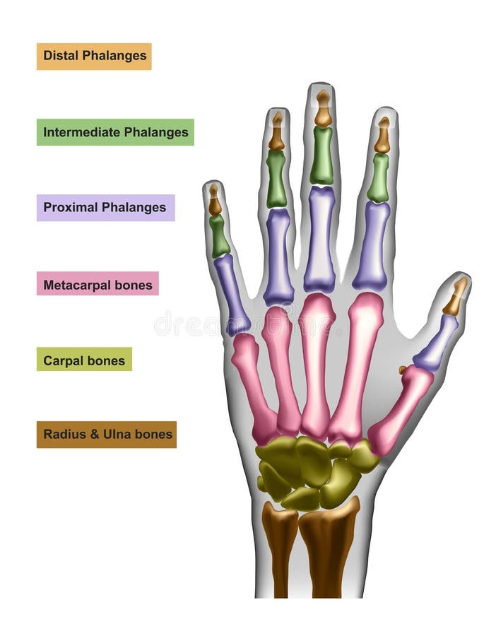 Frontal View Image of Bones the of Hand with Anotations. Stock Vector ...
