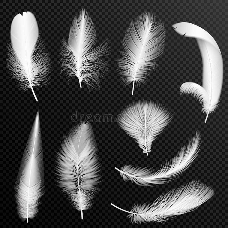 Bird Feather Alpha Stock Illustrations – 32 Bird Feather Alpha Stock ...