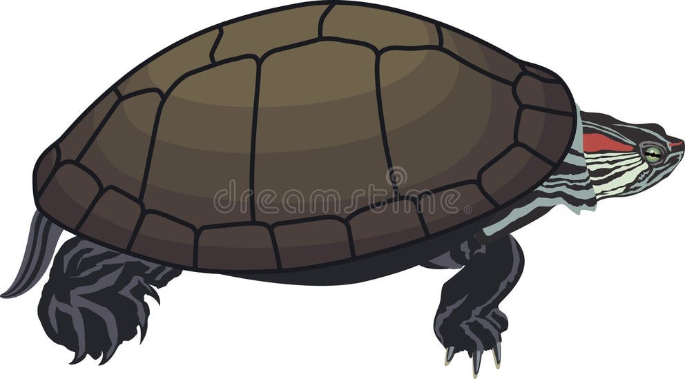 Red Slider Turtle Stock Illustrations – 325 Red Slider Turtle Stock ...