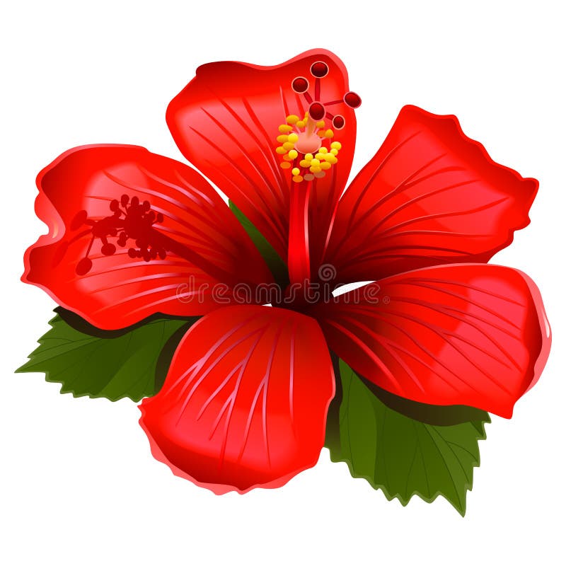 Hibiscus Icon Vector Isolated on White Background, Hibiscus Sign Stock ...