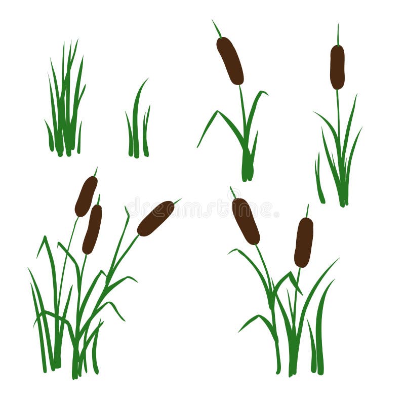Common Reed Stock Illustrations – 81 Common Reed Stock Illustrations ...