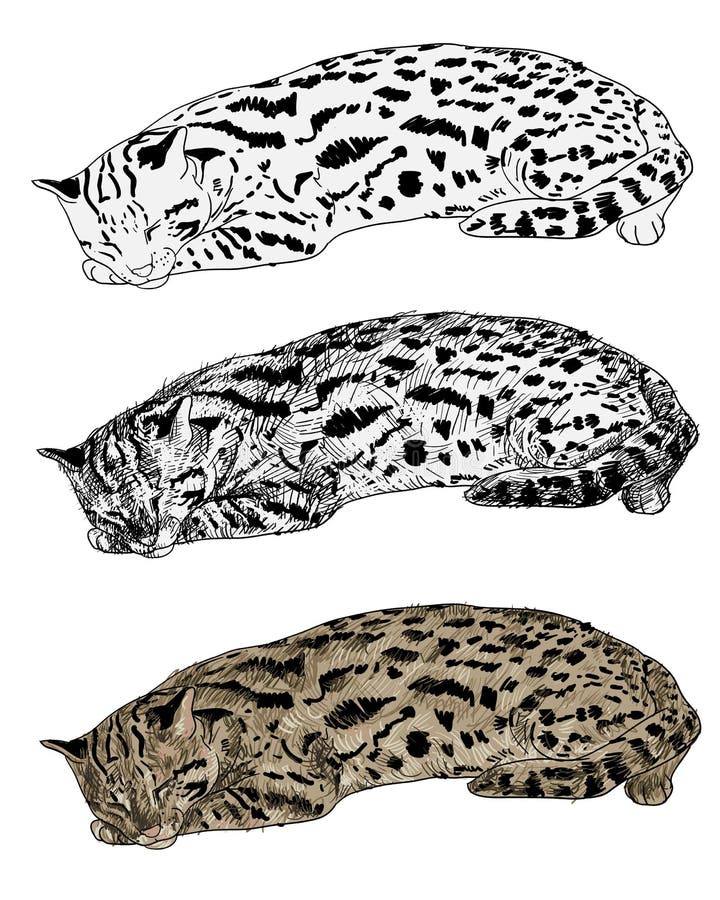 Vector of Resting Leopard Cat Stock Illustration - Illustration of ...