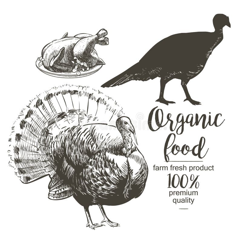 Vector Roasted Turkey stock illustration. Illustration of celebrate ...