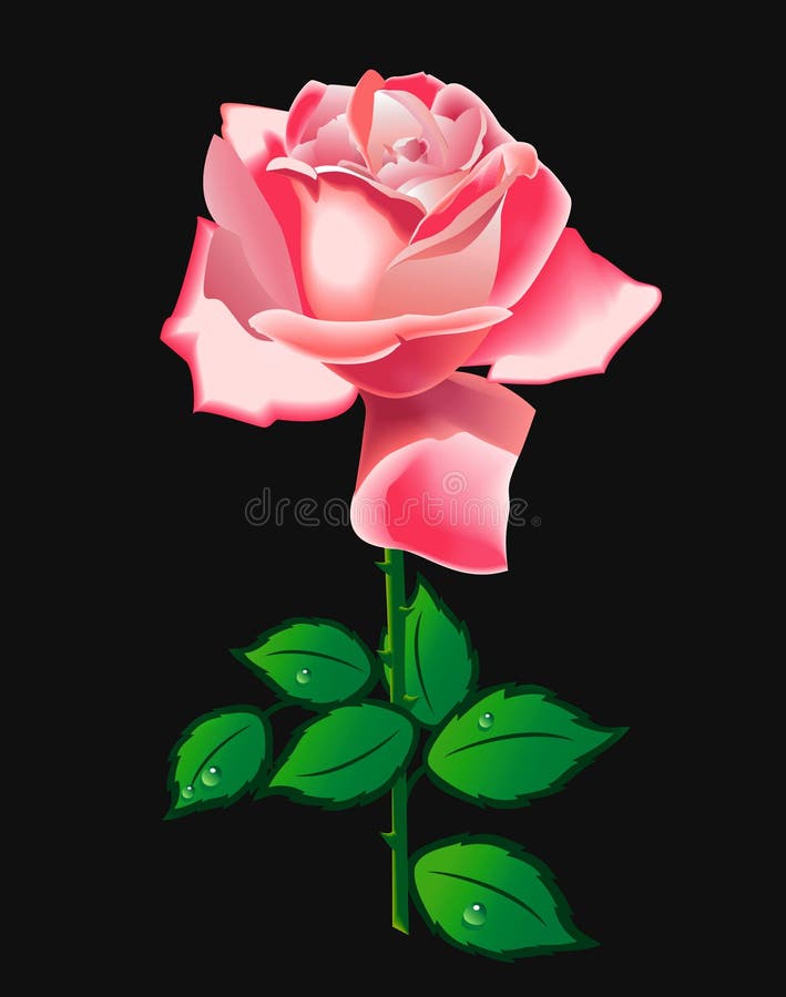 Vector rosado Rose ilustración del vector. Ilustración de generado ...
