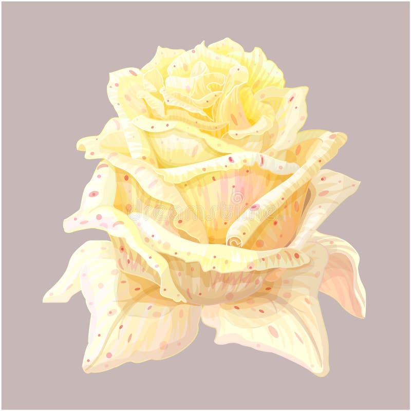 Vector Rose Flower Clip Art Stock Vector - Illustration of object ...