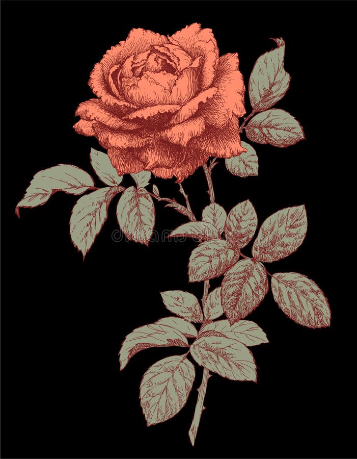 Vector Rose. stock vector. Illustration of love, flower - 54317563