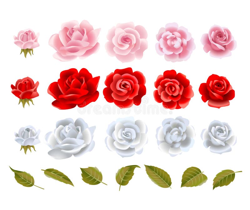 Vector roses. stock vector. Illustration of beautiful - 55257352