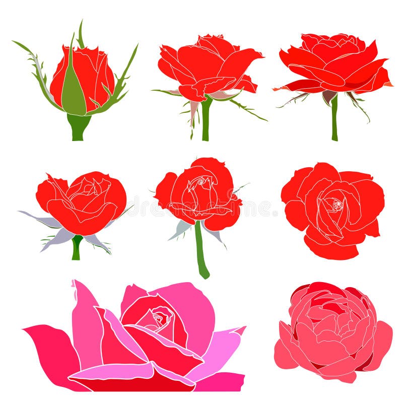 Vector roses set stock illustration. Illustration of blossom - 30375467
