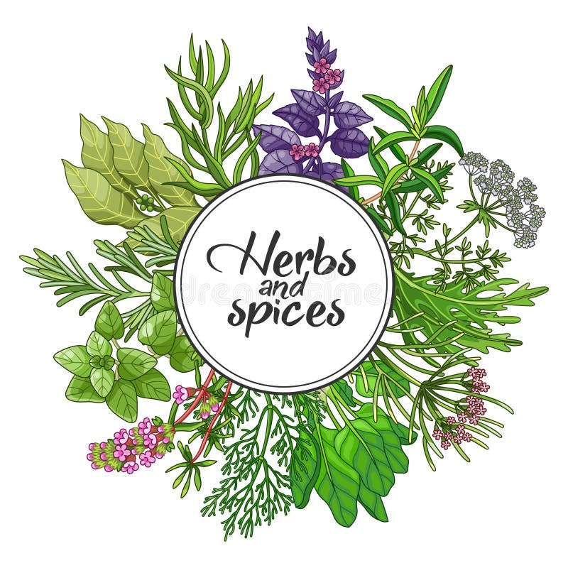 Spices Herbs Labels. Colored Vector Vegetables Set Stock Vector ... Spices Herbs Labels. Colored Vector Vegetables Set Stock Vector ...