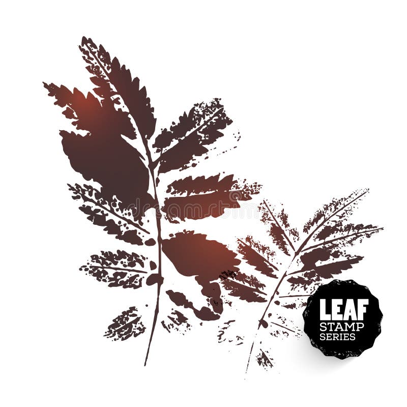 Rowan Leaf Black Silhouette on White Stock Vector - Illustration of ...