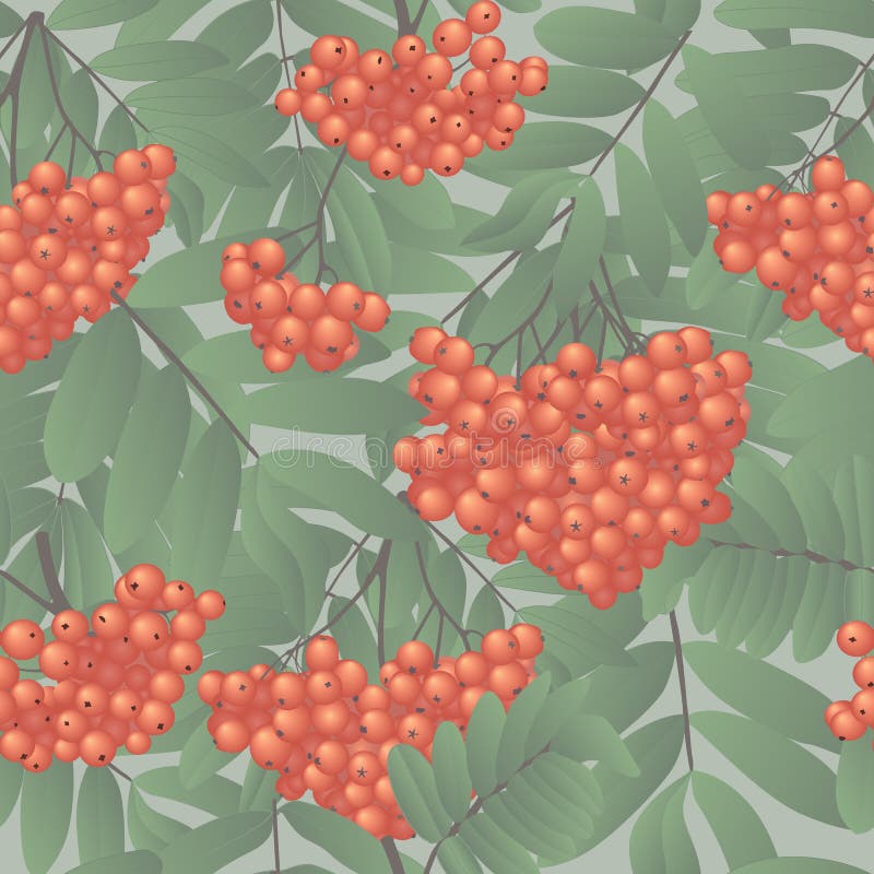 Vector Rowan Branch with Red Leaves, Freehand Drawing, Nature Element ...