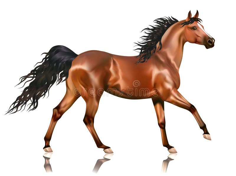 Bay Arabian Horse Paintings