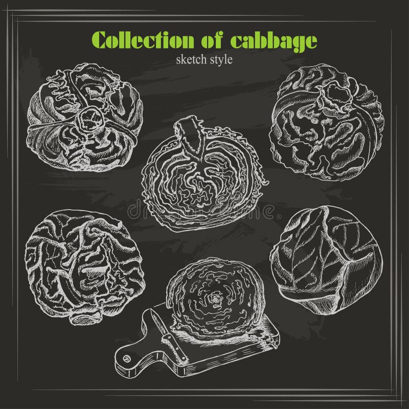 Vector Sammlung Kohl in Der Skizzenart Auf Dunklem Hintergrund Stock ...