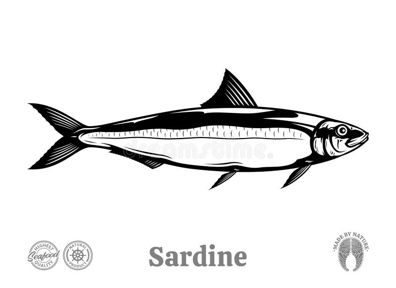 Sardine Fish Hand Drawing Vintage Engraving Illustration Stock Vector ...
