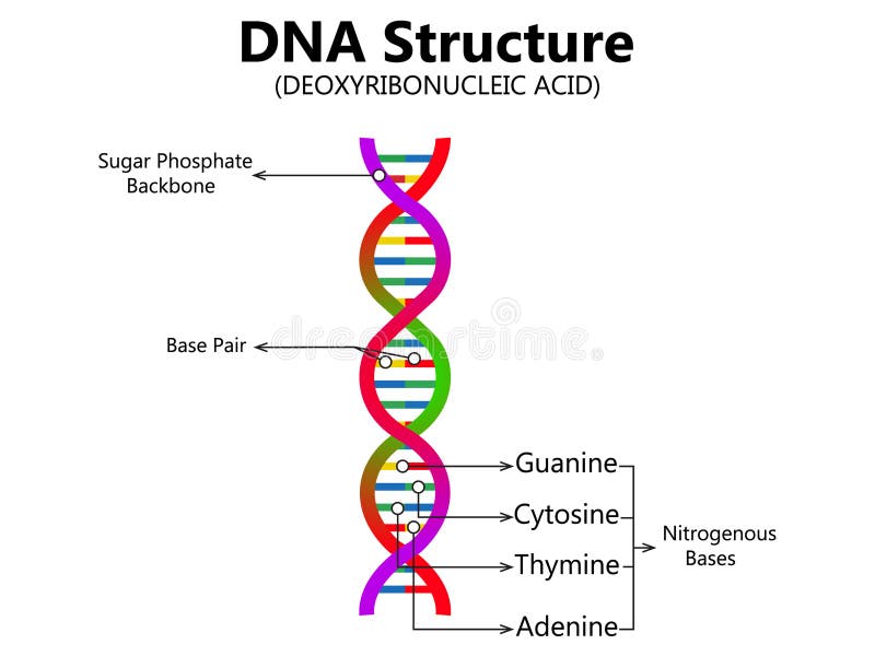 Vector Scientific Icon Spiral of DNA and RNA. an Illustration of the ...