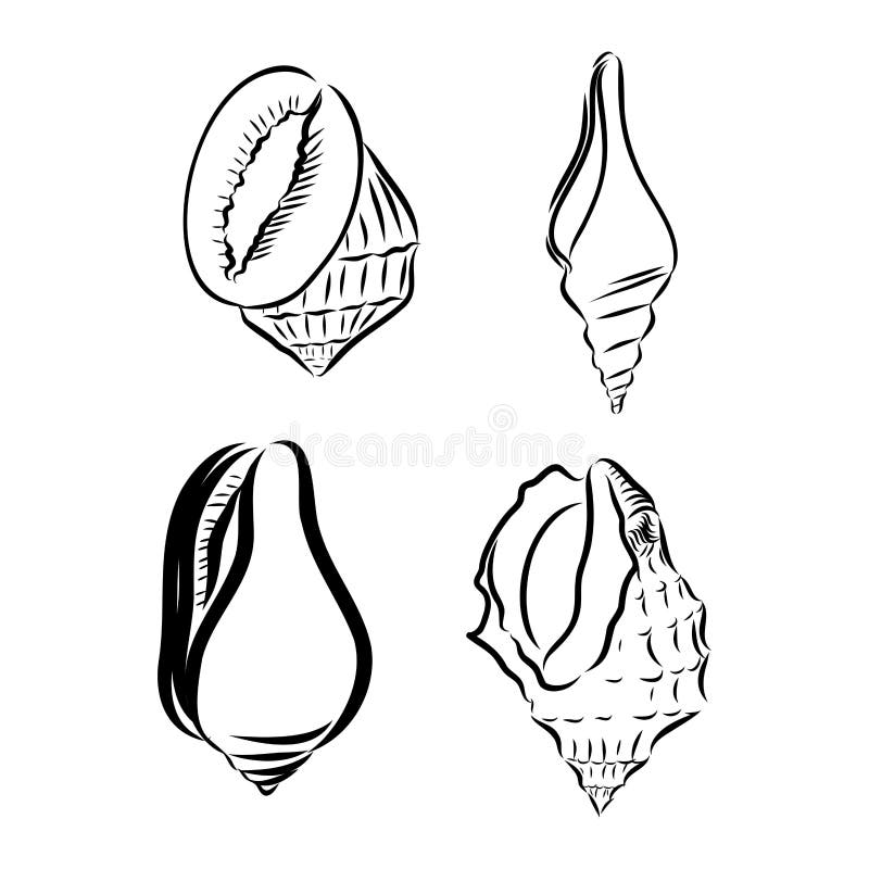 Single Line Sea Shell Stock Illustrations – 396 Single Line Sea Shell ...