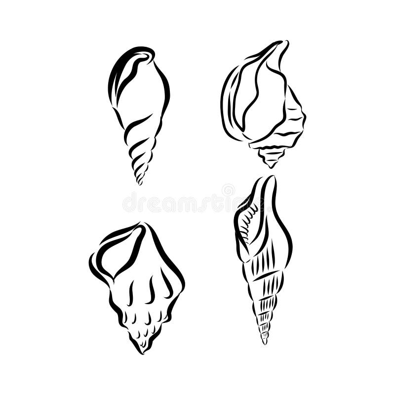 Single Line Sea Shell Stock Illustrations – 504 Single Line Sea Shell ...
