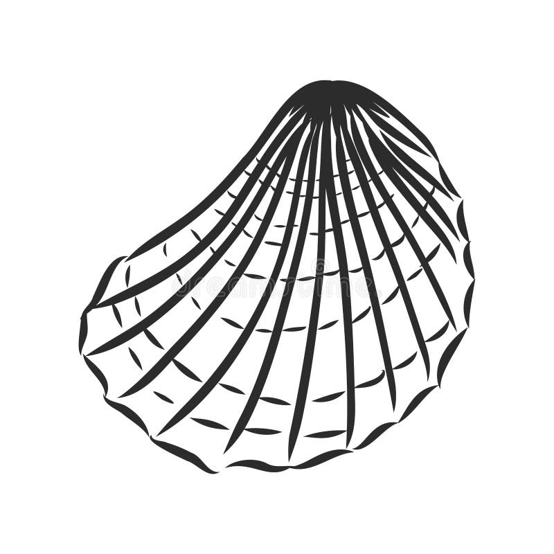 Single Line Sea Shell Stock Illustrations – 442 Single Line Sea Shell ...