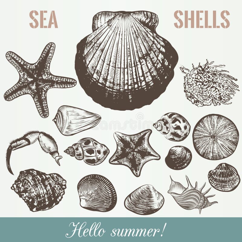 Vector Sea Shells High Detailed Objects Stock Vector - Illustration of ...
