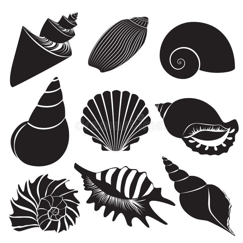 Seashell Vector Free Download